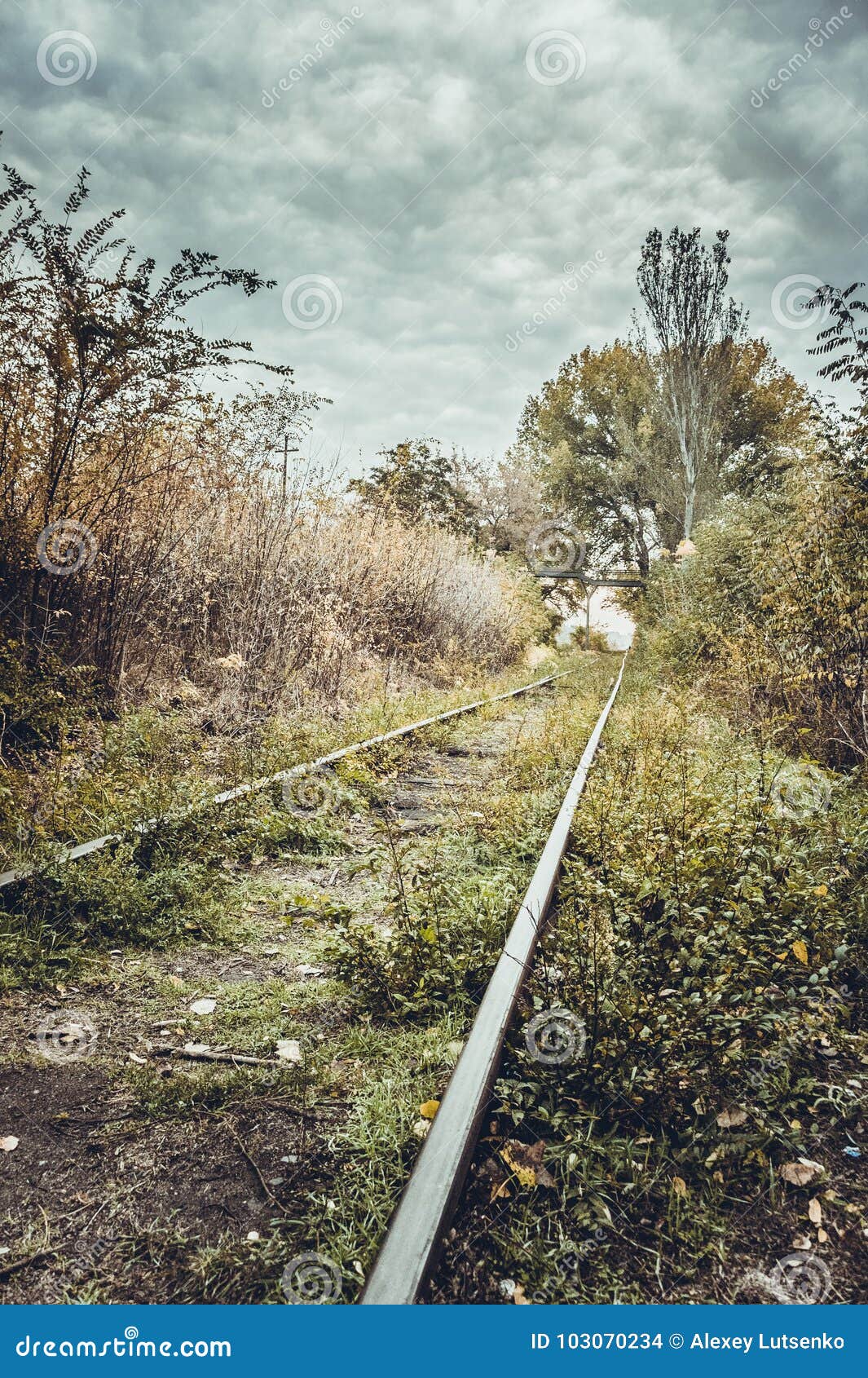 Old Overgrown Railway in Autumn Stock Photo - Image of derelict ...