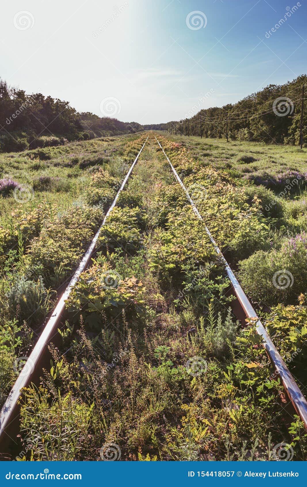 Old Overgrown Railway Tracks in Spring Time Stock Image - Image of line ...