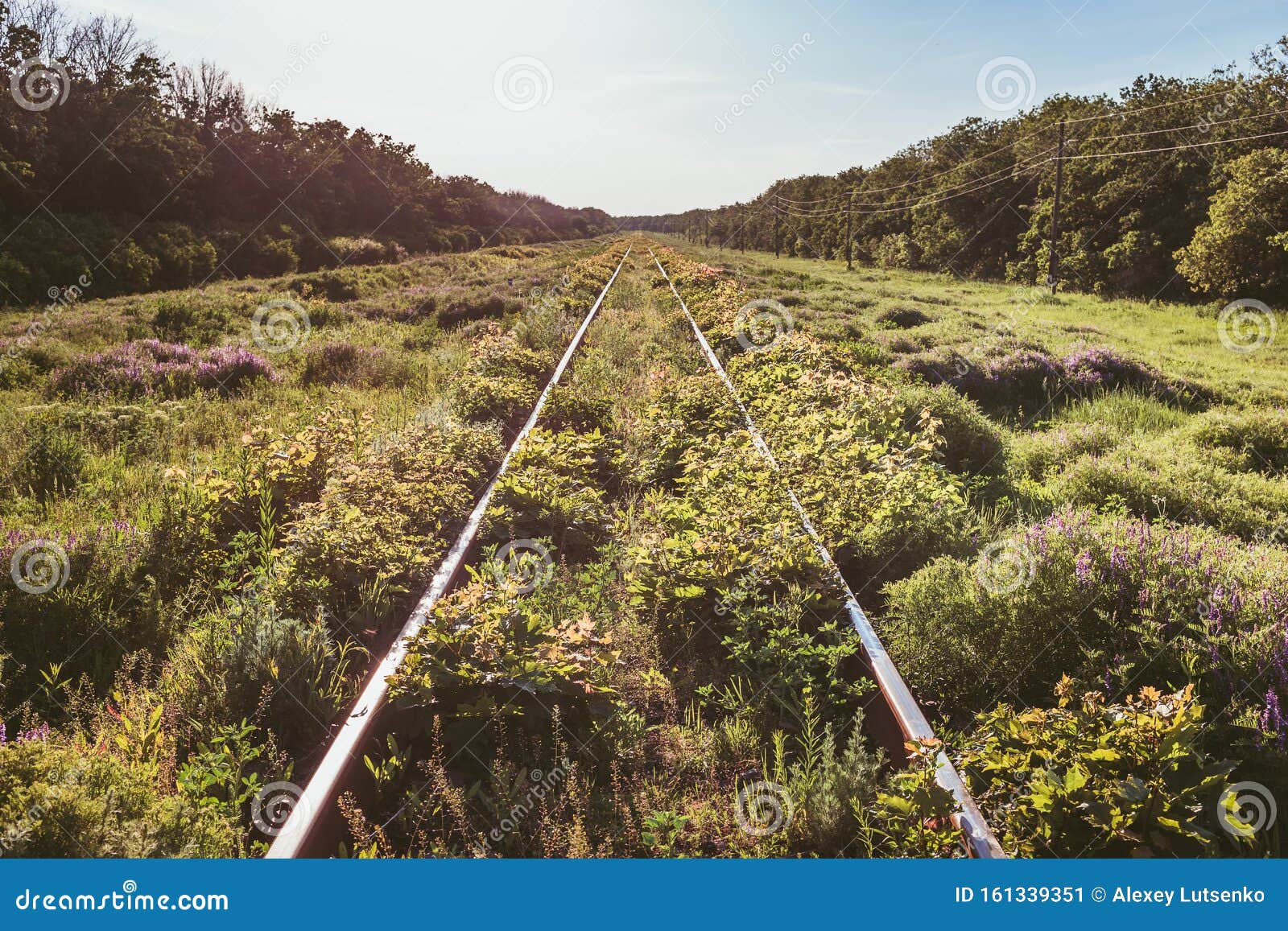 Old Overgrown Railway Tracks in Spring Time Stock Image - Image of ...
