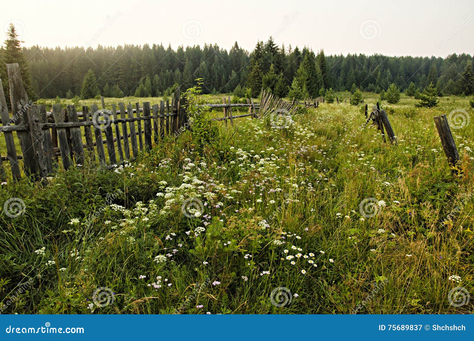 Old overgrown Road stock image. Image of fall, road, path - 75689837