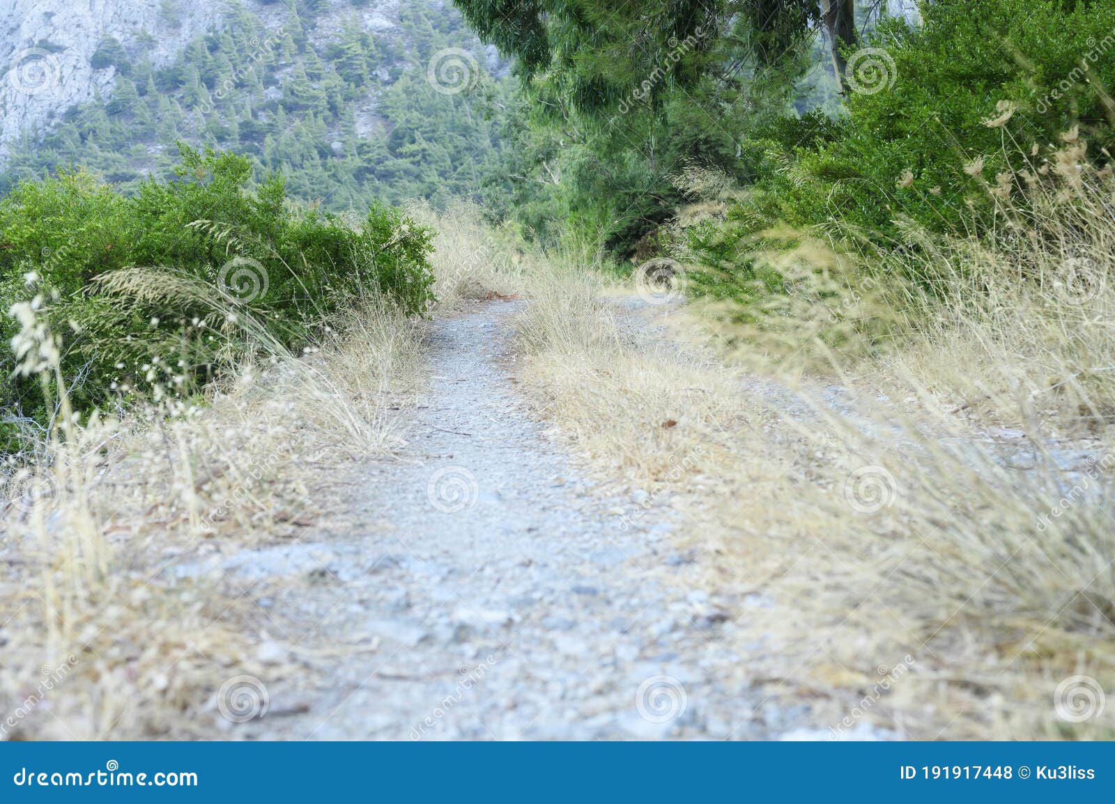 An Old Overgrown Road in the Mountains. Stock Photo - Image of gravel ...