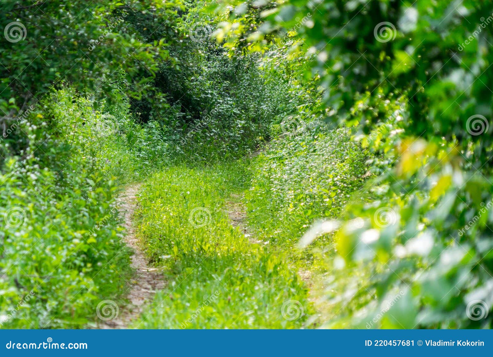 Old Overgrown Road in the Woods. an Abandoned Road Stock Image - Image ...