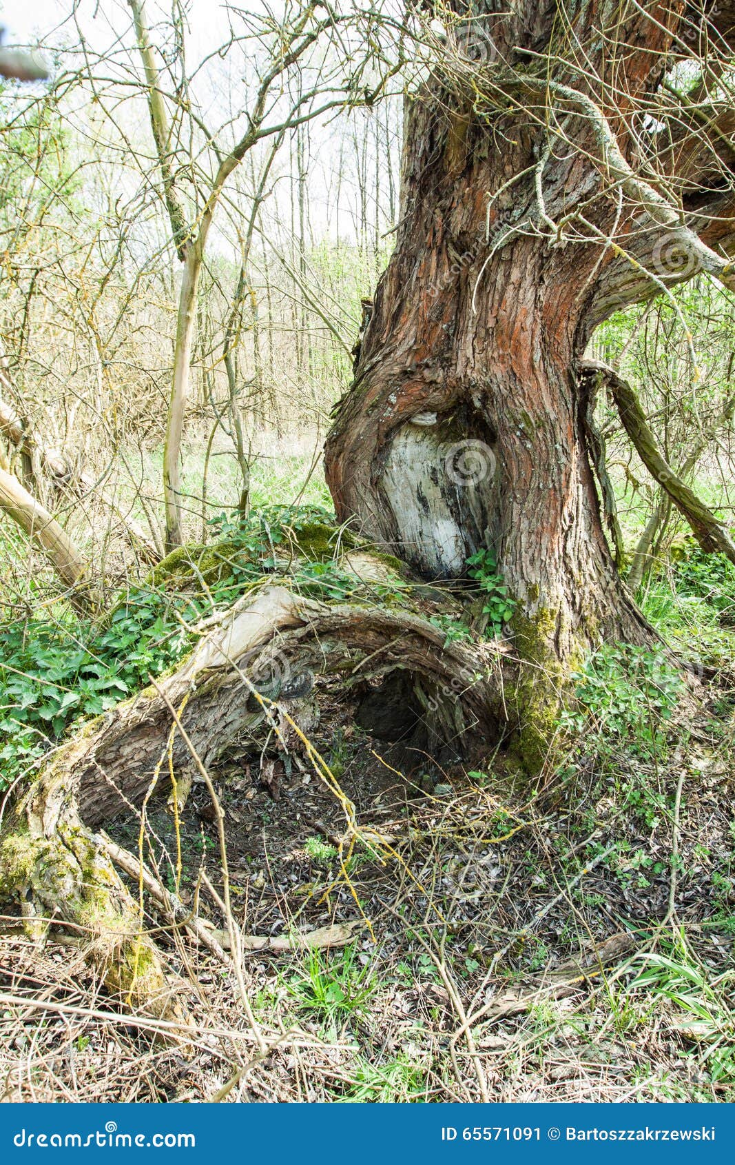 Old overgrown tree stock image. Image of root, trees - 65571091