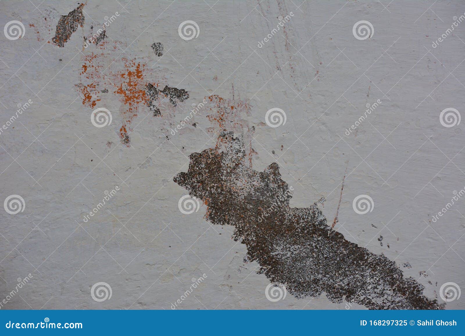 The Damage On The Surface Of Carrot Was Covered With Putrid Fungal ...