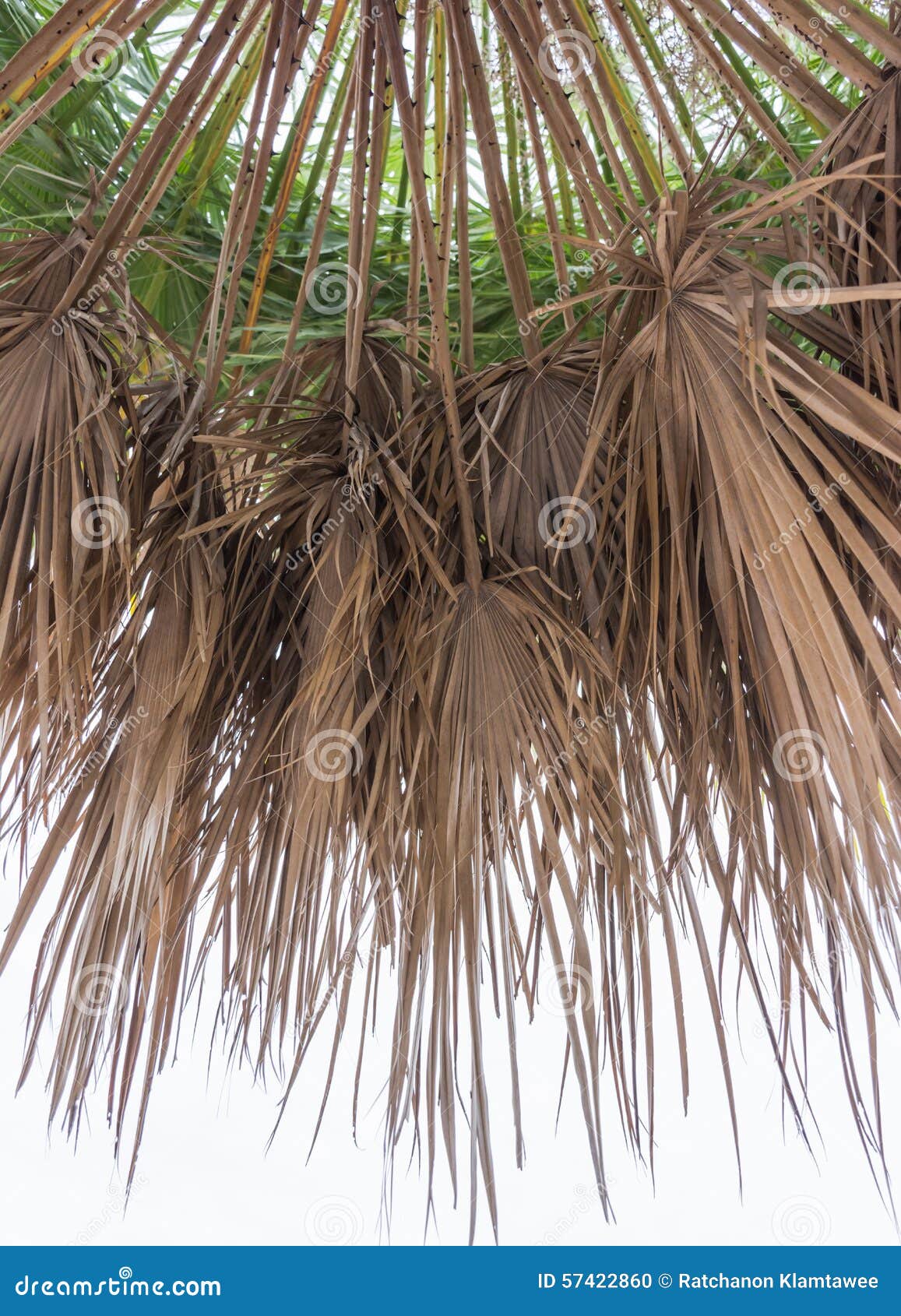 The old palm leaves stock photo. Image of tropical, stem - 57422860