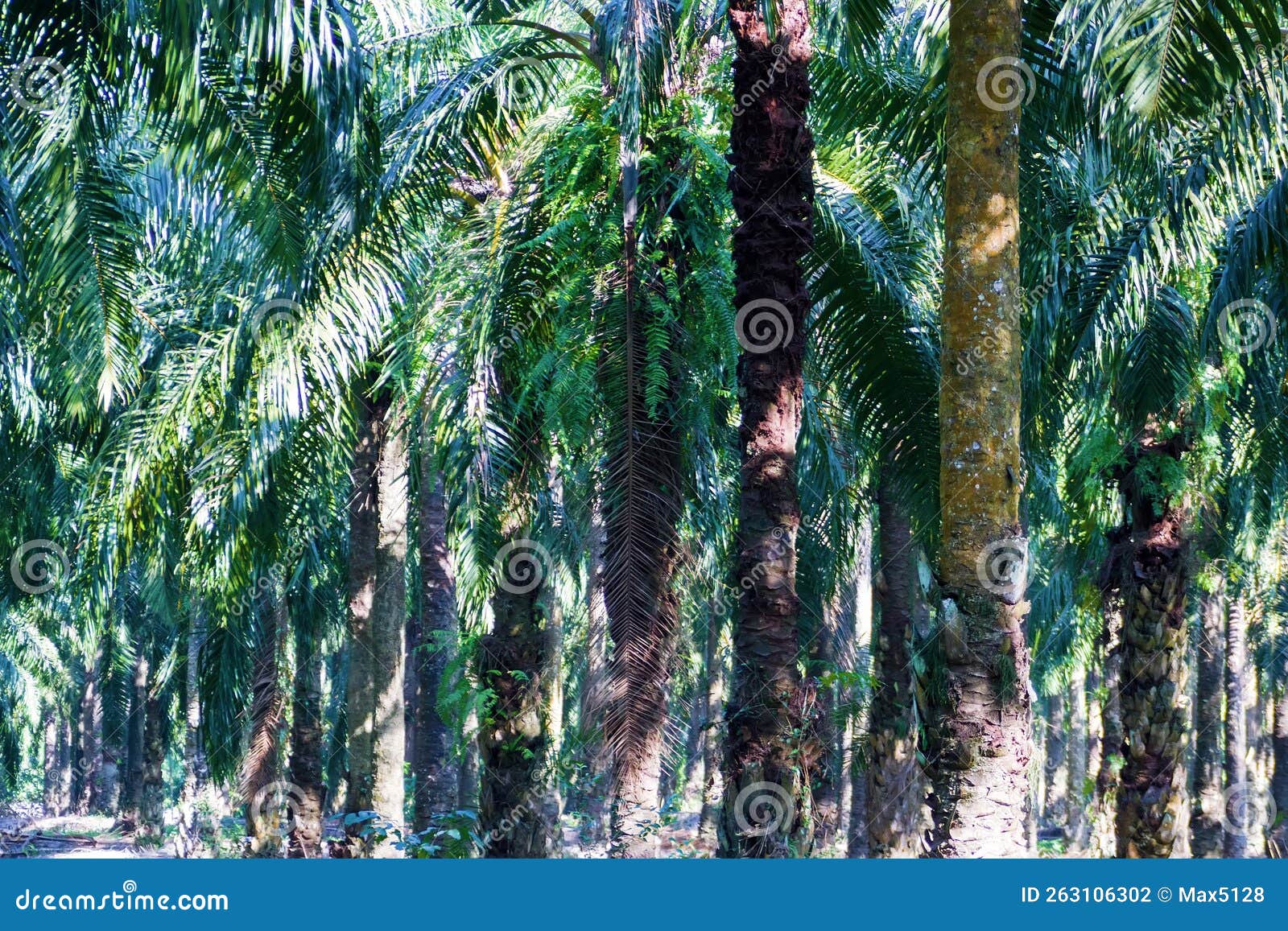 Old Palm Plantation (coconut Palm Stock Photo - Image of garden, thick ...