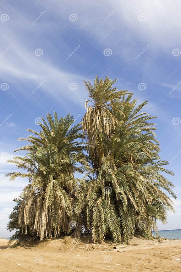 Old Palm tree stock image. Image of coco, africa, tropic - 27958347