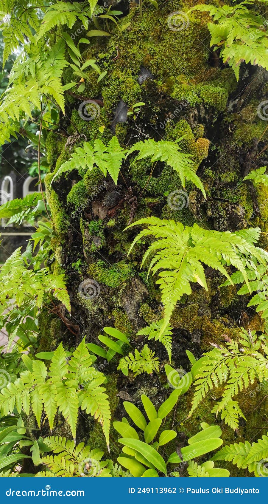 Old Palm Tree with Moss and Plant Stock Photo - Image of moss, plant ...