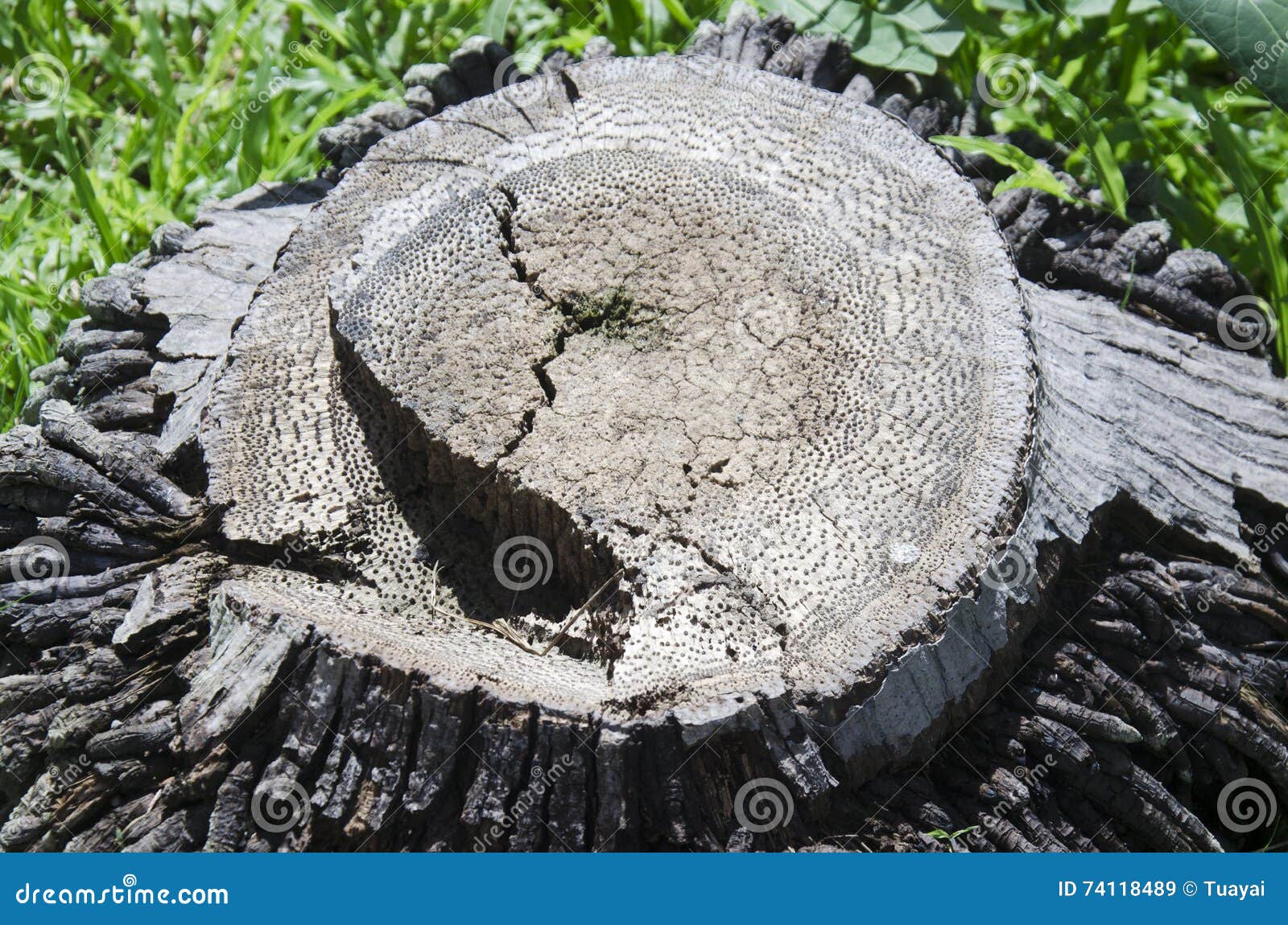 Old palm tree stump stock image. Image of stump, cross - 74118489