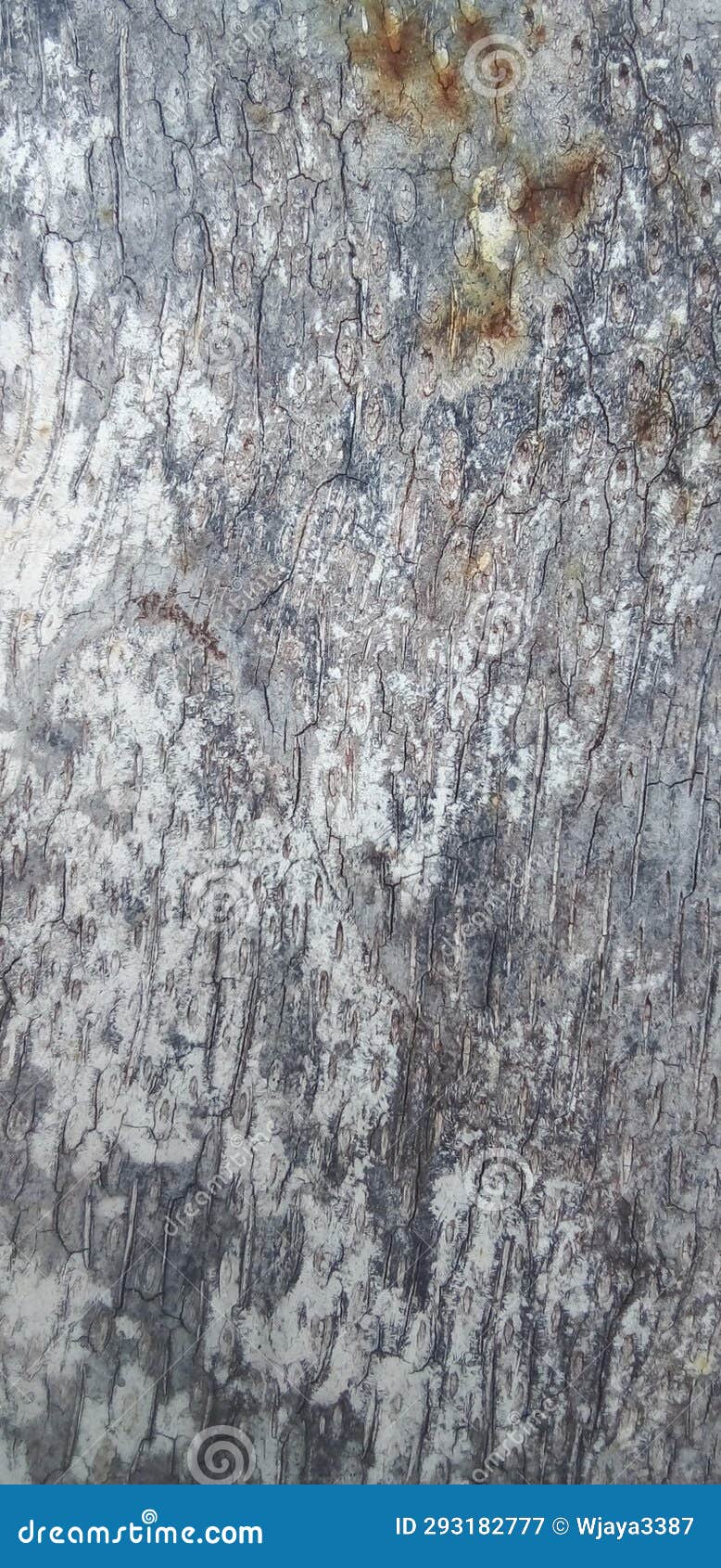 This is an Old Palm Tree Whose Skin is Colored Like this Stock Image ...