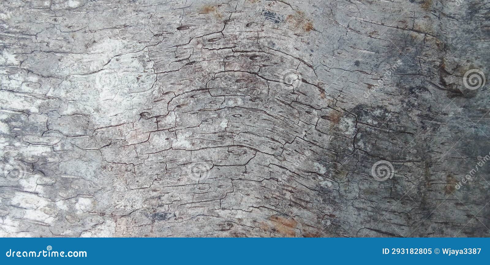 This is an Old Palm Tree Whose Skin is Colored Like this Stock Image ...