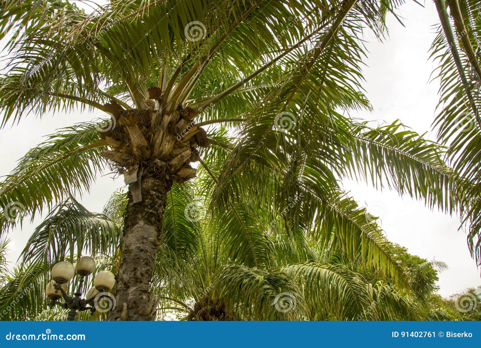 Cocoanuts On A Palm Tree. A Bunch Of Brown Coconuts Royalty-Free Stock ...