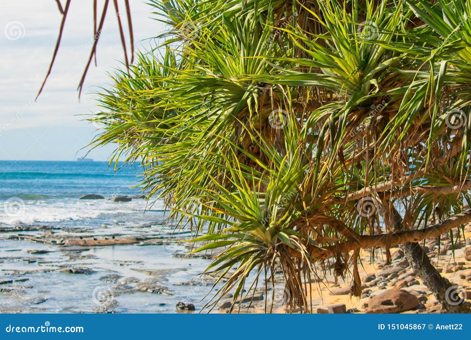 Pandanus tree or pine stock image. Image of queensland - 151045867