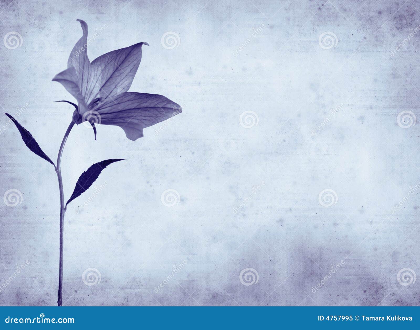 354 Paper Bellflower Stock Photos - Free & Royalty-Free Stock Photos ...