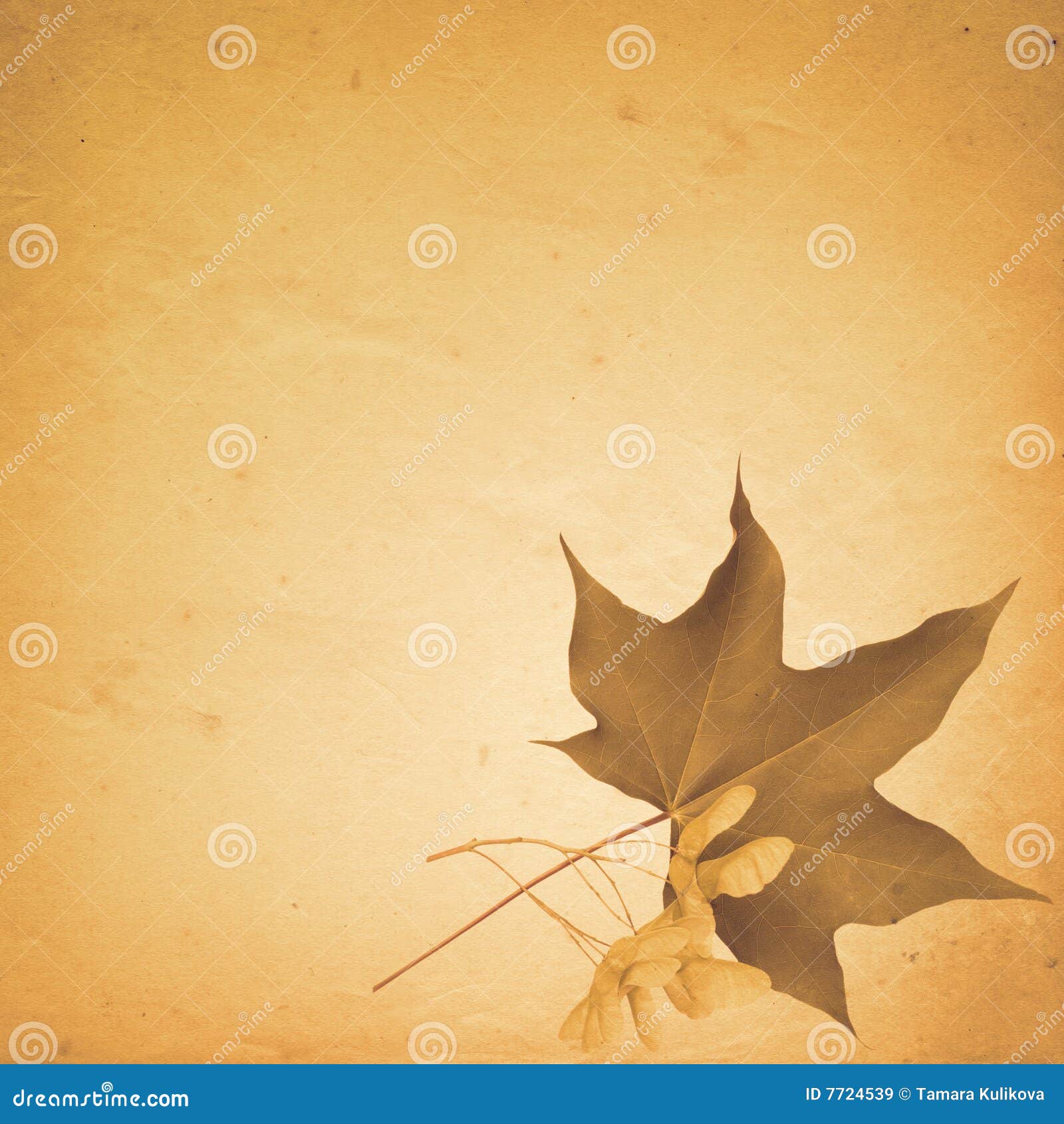 Leaf Maple Old Paper Stock Illustrations – 1,043 Leaf Maple Old Paper ...