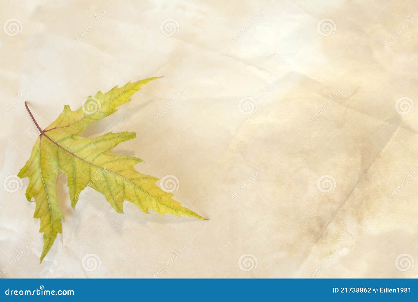 Old Paper with Dry Autumn Maple Leaf Stock Photo - Image of aging ...