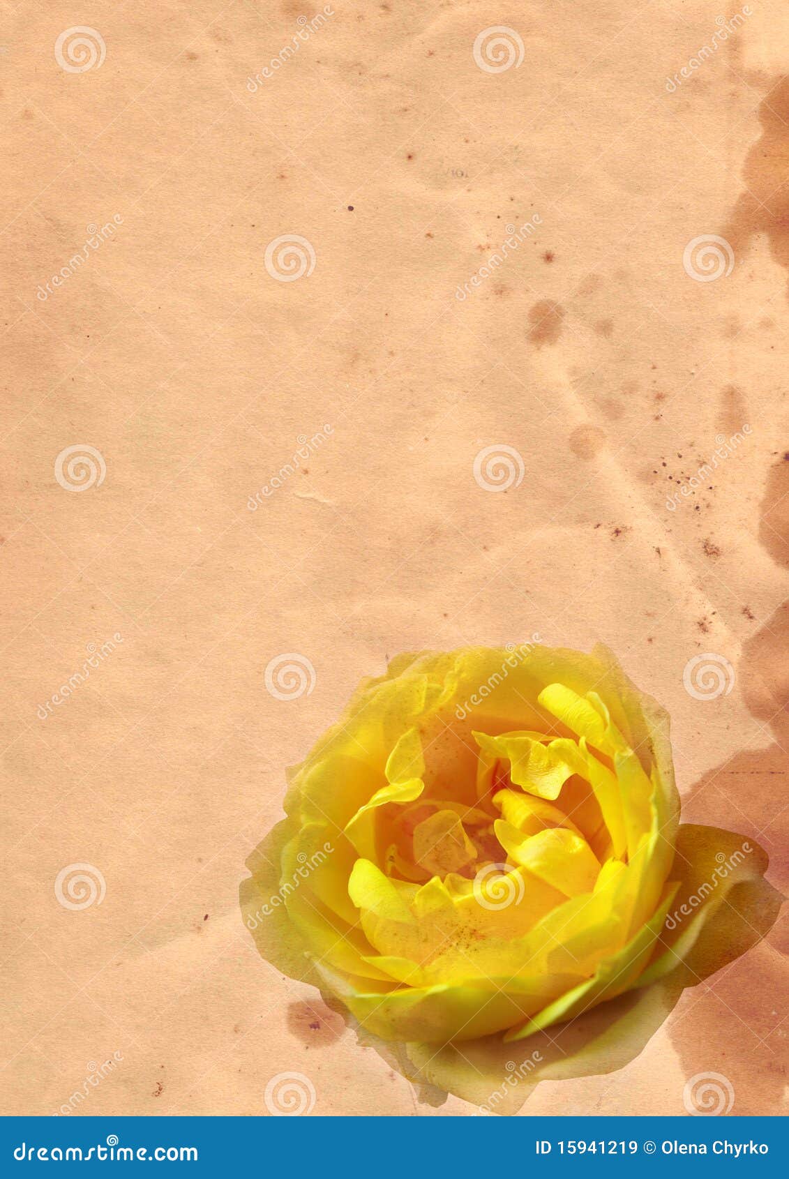 Old paper with rose stock illustration. Illustration of vintage - 15941219