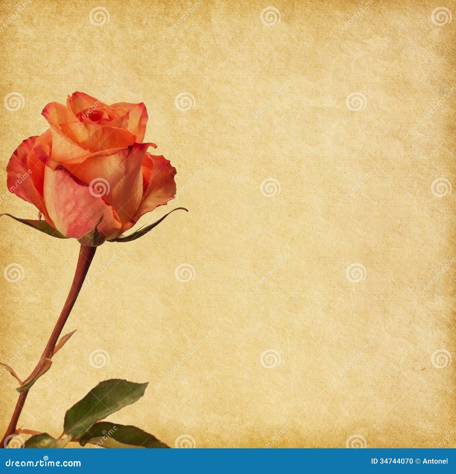 Old paper with rose stock photo. Image of page, closeup - 34744070