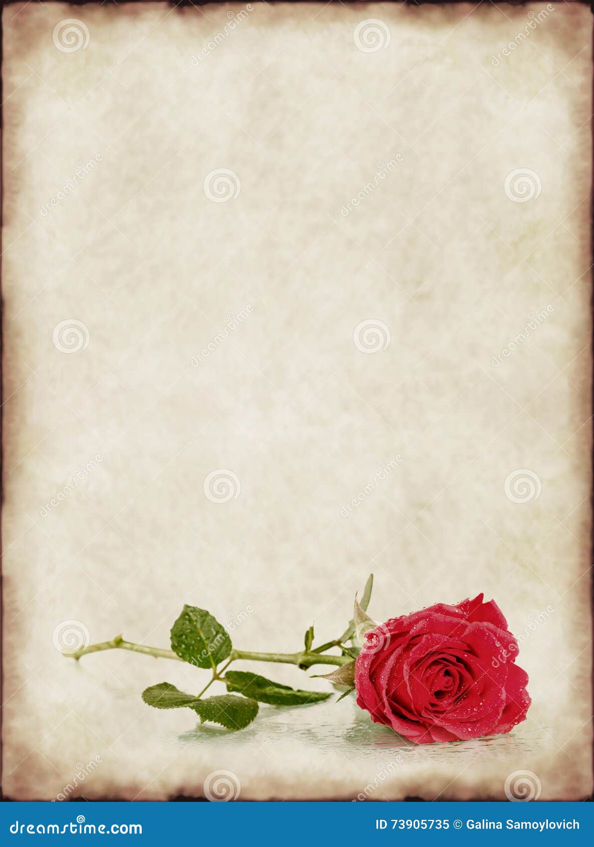 Old paper and rose stock image. Image of botany, bloom - 73905735