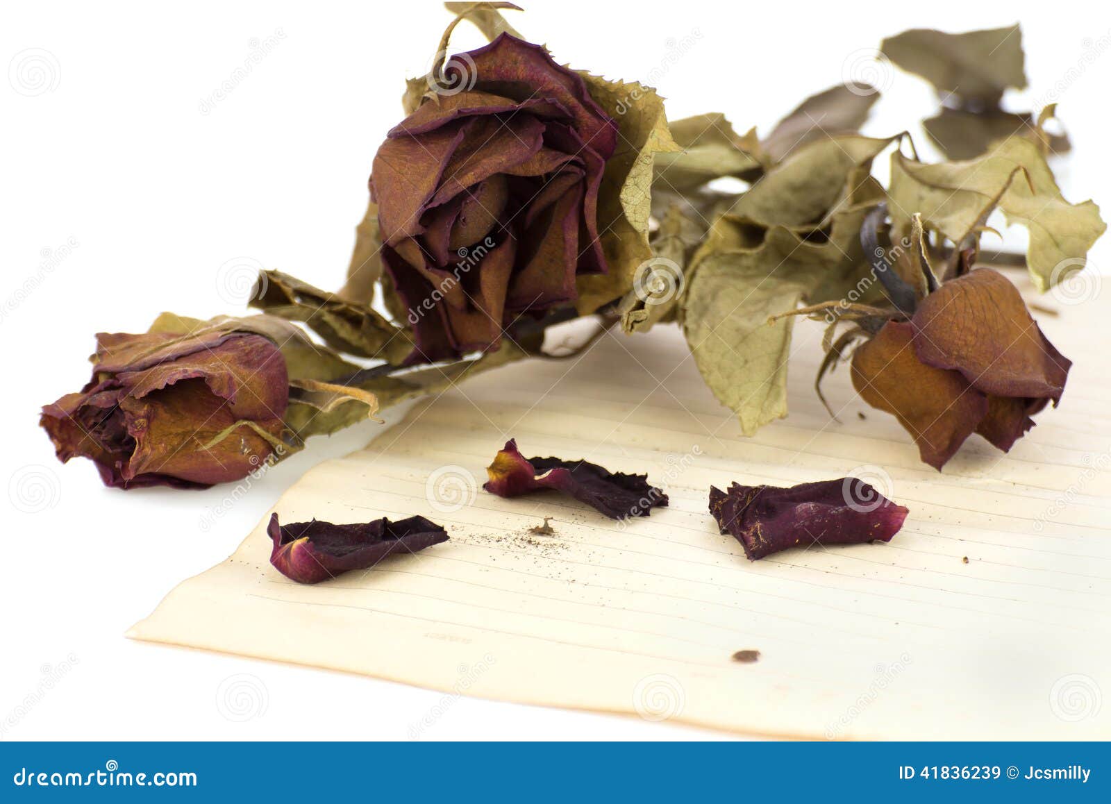 Old Paper with Roses Flower Isolated on White Stock Image - Image of ...