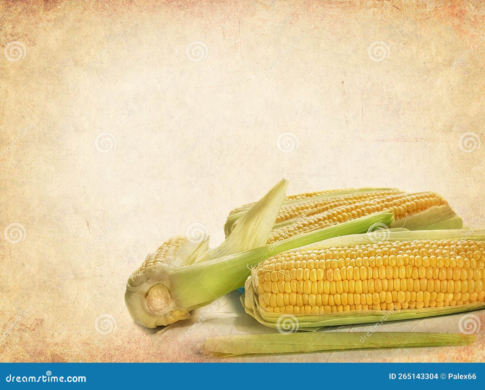 Old Paper Texture with the Raw Corn Cobs Stock Photo - Image of ...