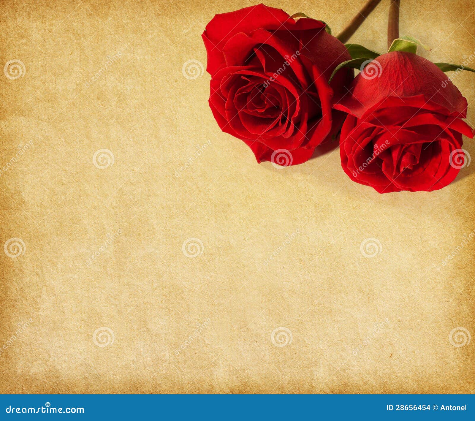 Old Paper with Two Dark Red Roses Stock Photo - Image of page ...