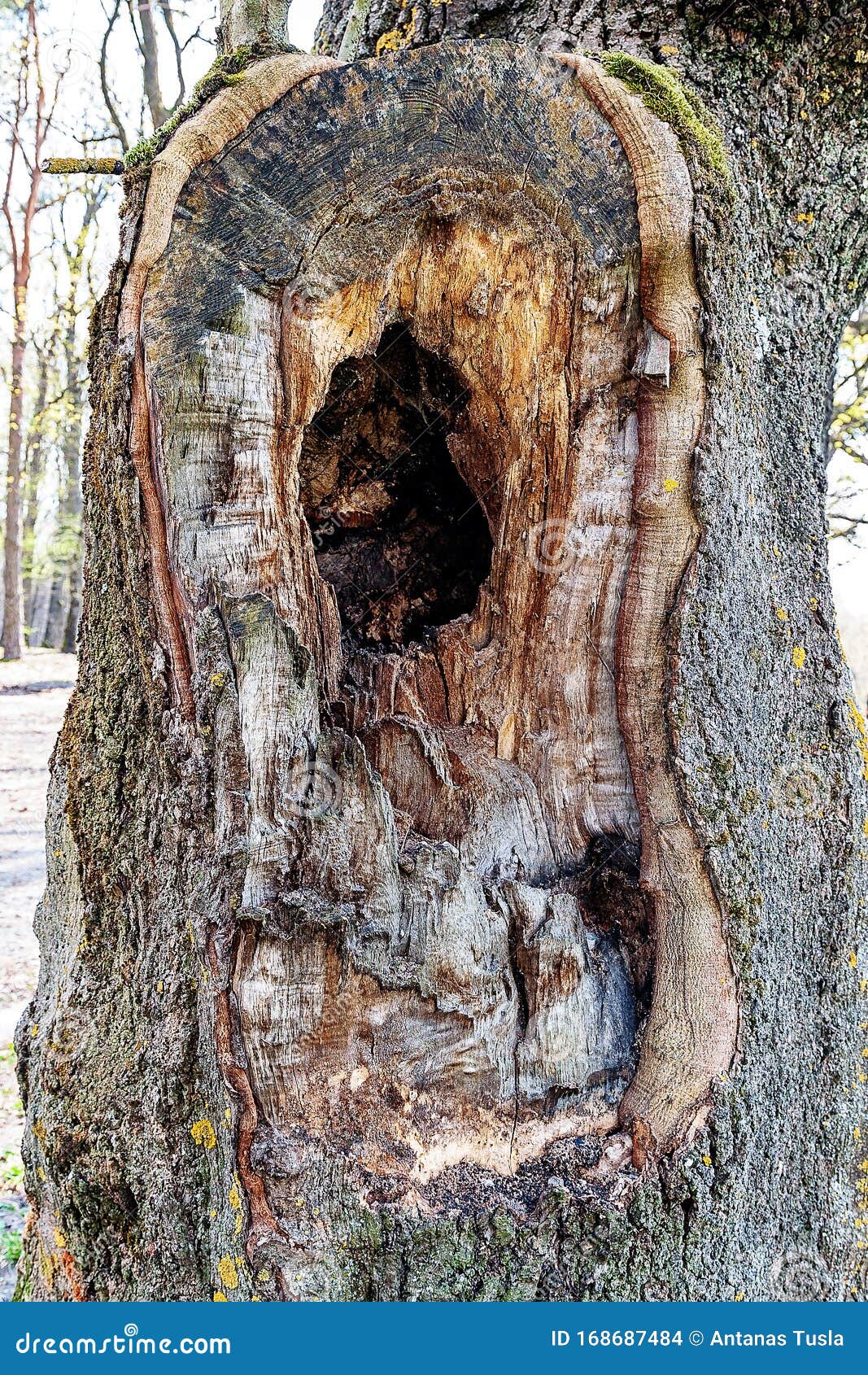 A hole in a tree stock photo. Image of plant, environment - 168687484