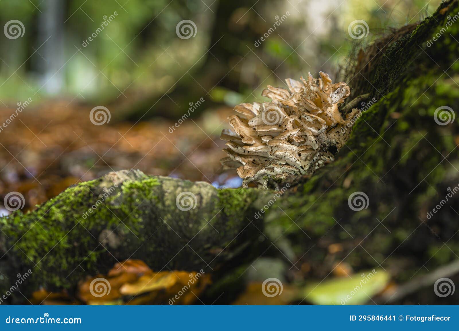 Old Park Tree Infested with Bracket Fungus Parasite Growing on Bark ...