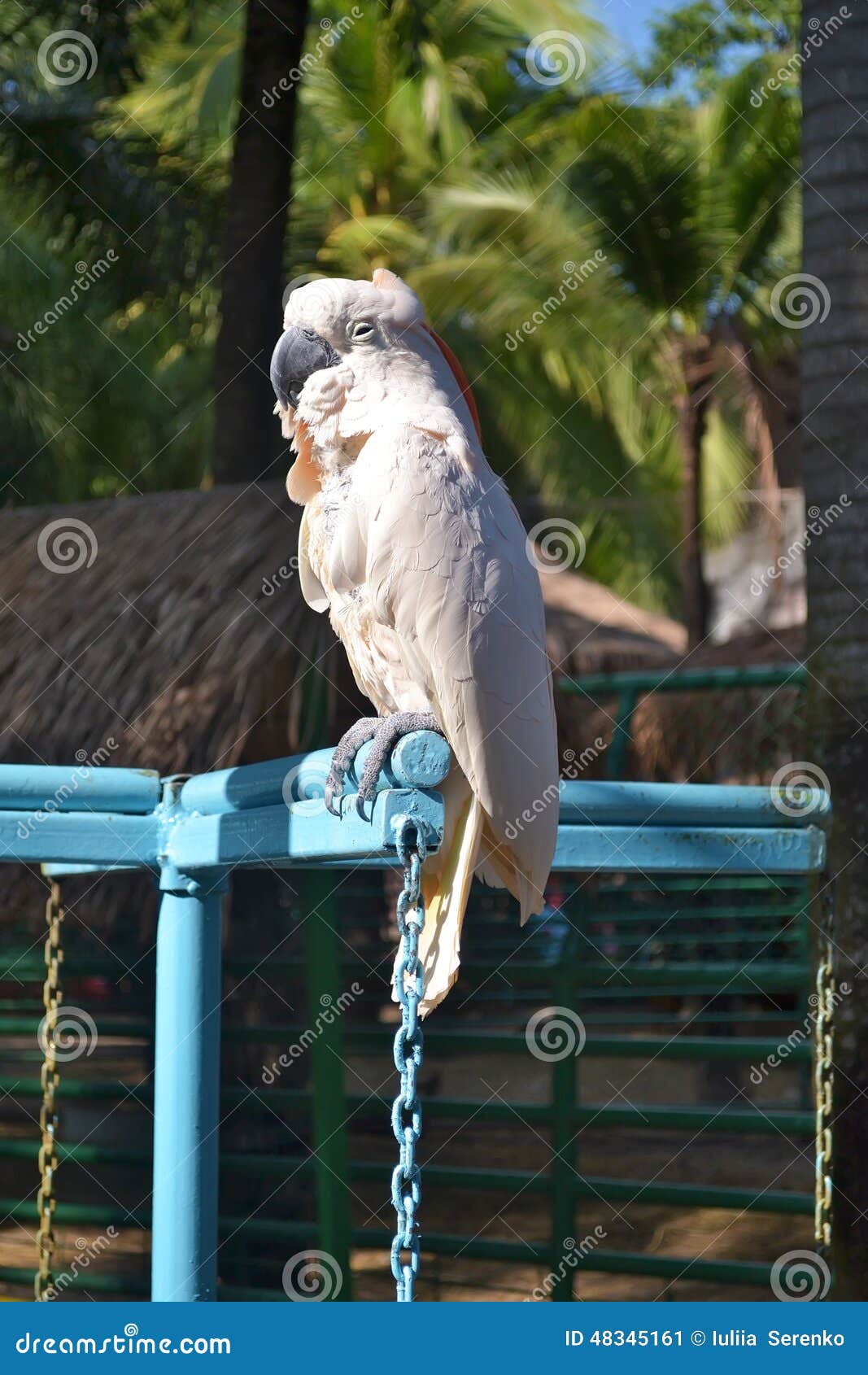 Old parrot stock image. Image of nature, green, nooch - 48345161
