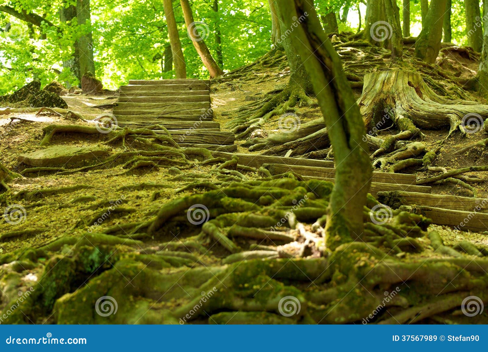 Old Path in the Forest stock image. Image of background - 37567989