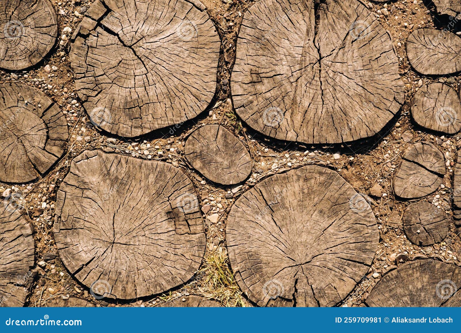 The Old Path is Laid Out of Round Wooden Sections. Background of Wooden ...