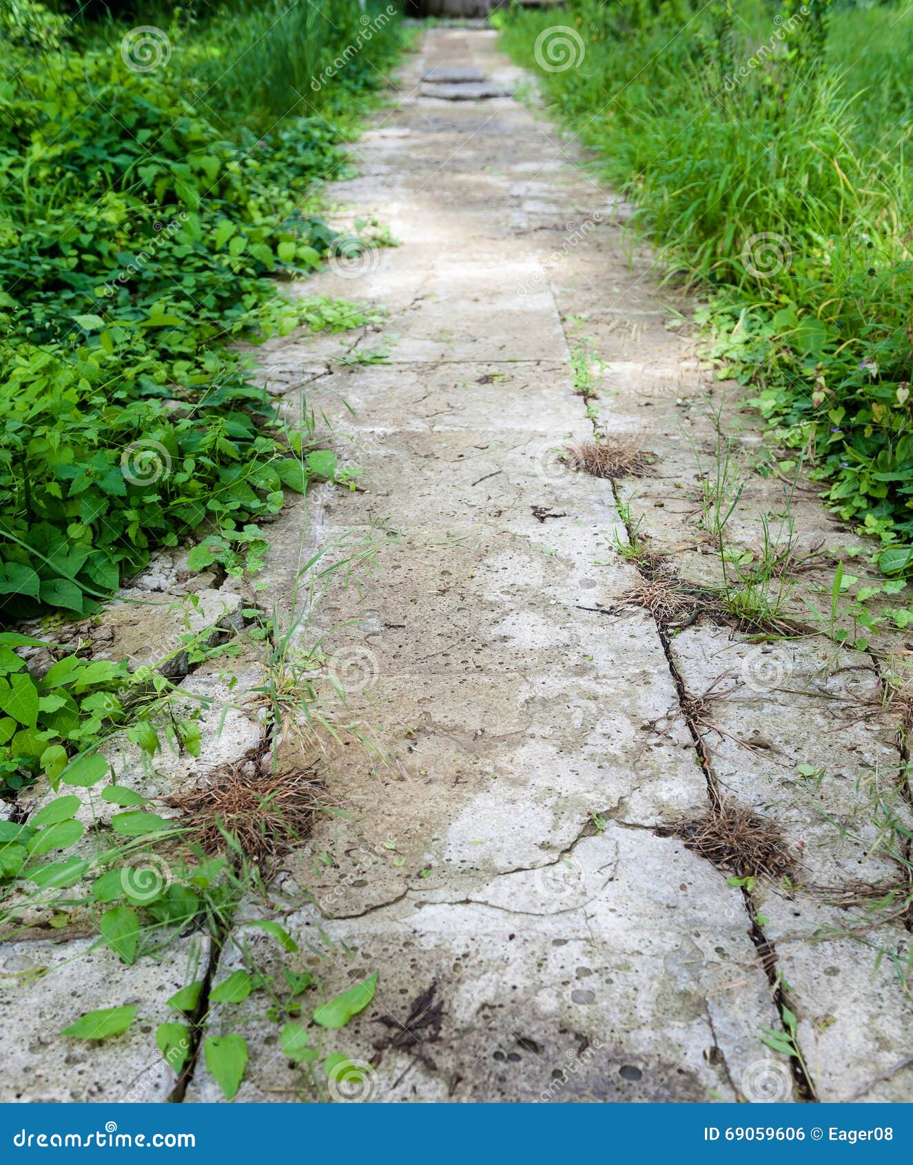 Old Path stock photo. Image of natural, forest, nature - 69059606
