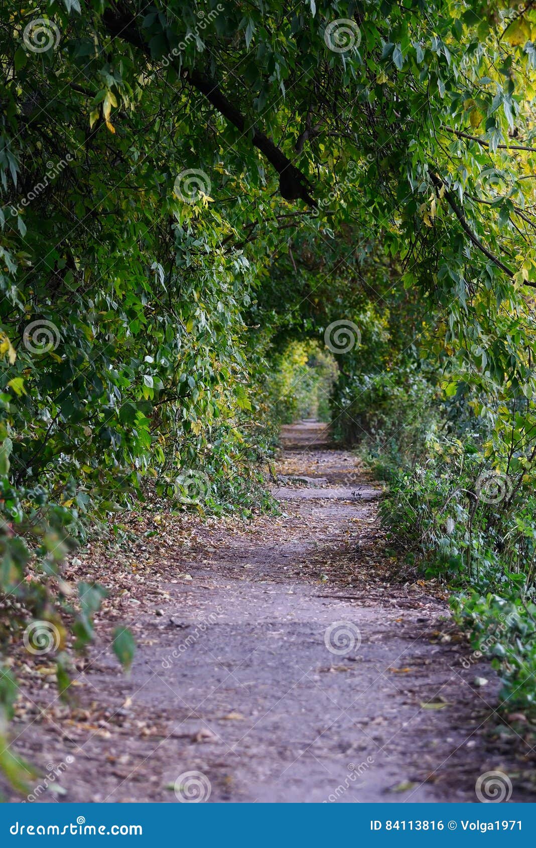 Old path in park stock photo. Image of forest, foliage - 84113816