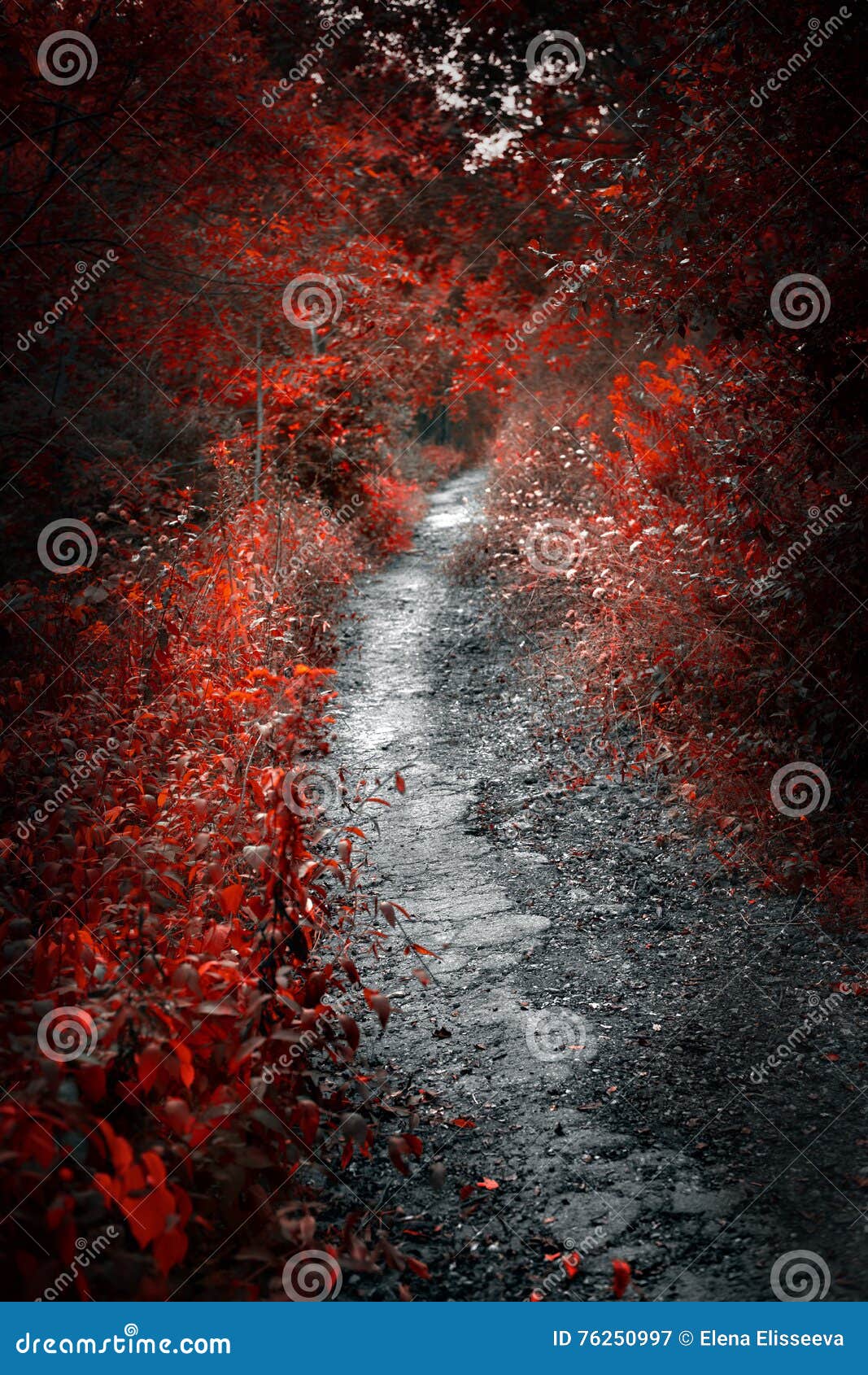 Old path in red forest stock image. Image of landscapes - 76250997
