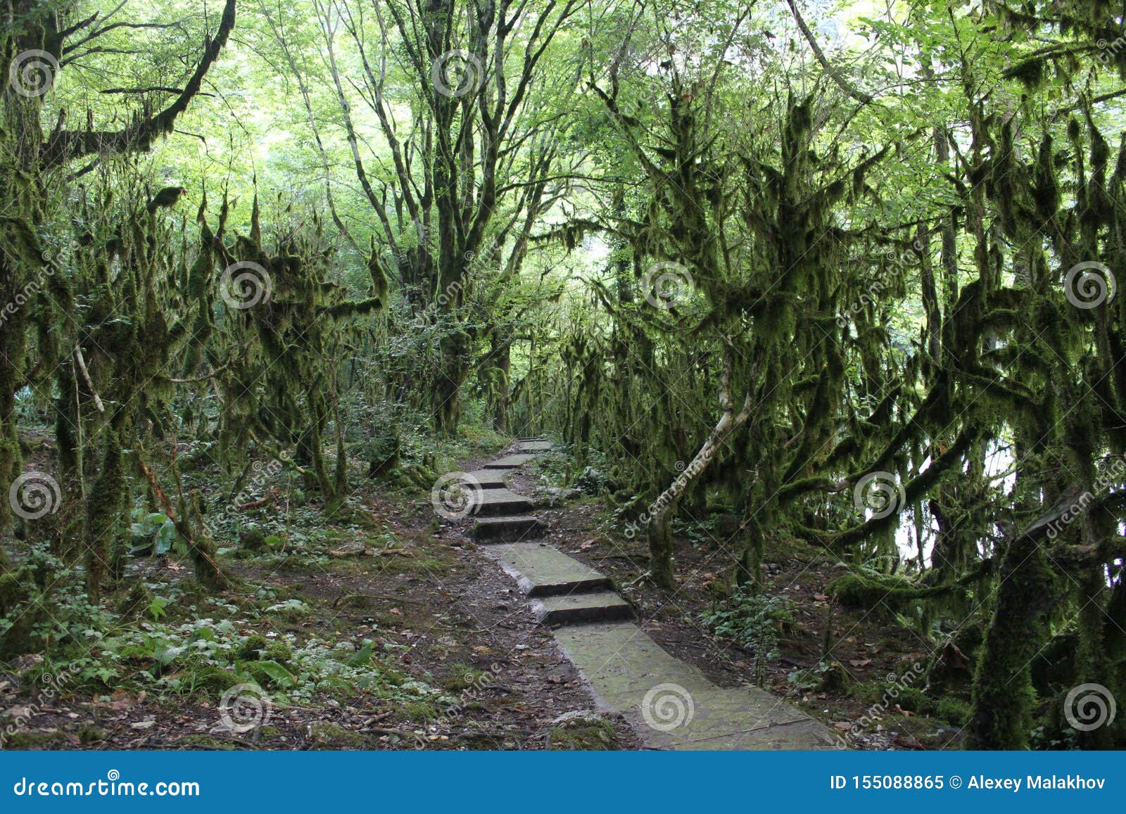 Old Path with Steps in the Wild Stock Image - Image of road, landscape ...