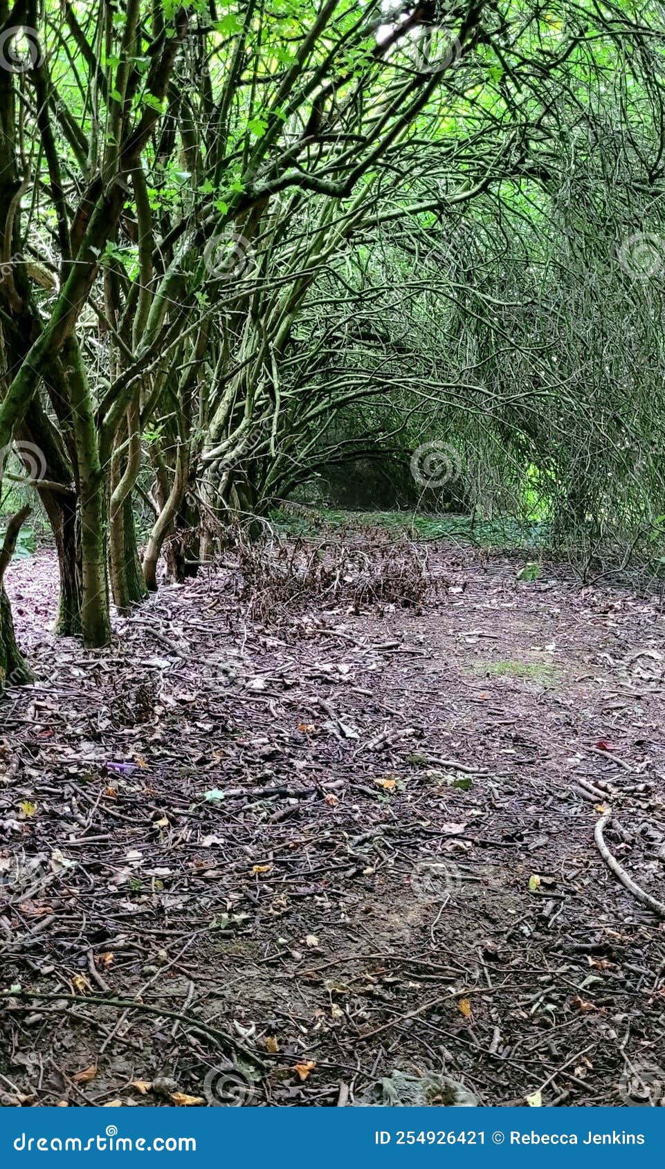 Old Path in the Woods Trees in the Forest . Stock Image - Image of ...