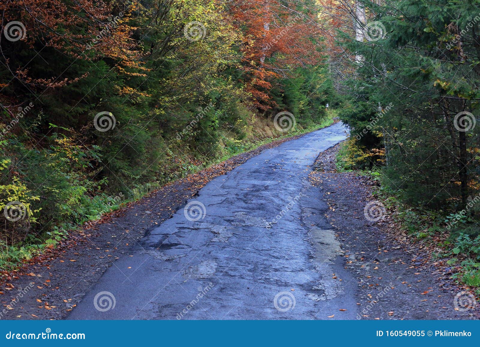 Old pathway in forest stock image. Image of trees, pathway - 160549055