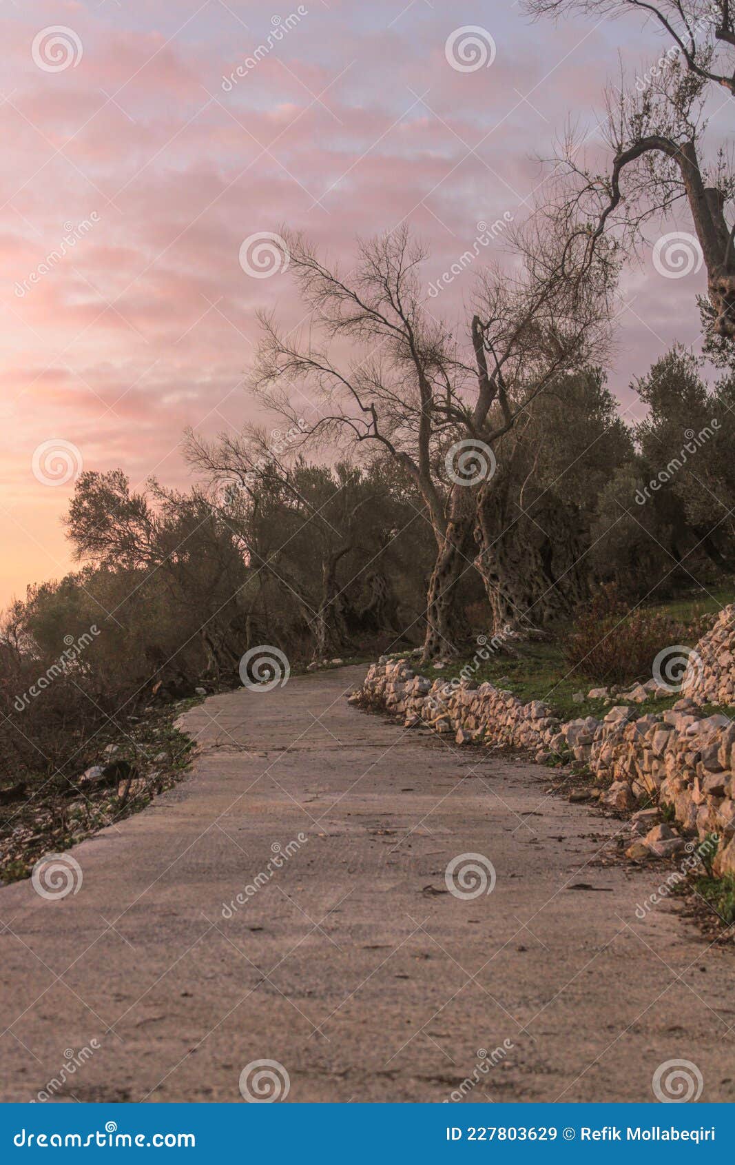 Old Pathway with Olive Trees Stock Image - Image of pathway, location ...