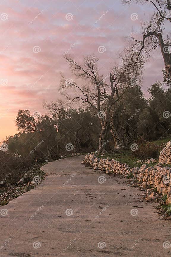 Old Pathway with Olive Trees Stock Image - Image of pathway, location ...