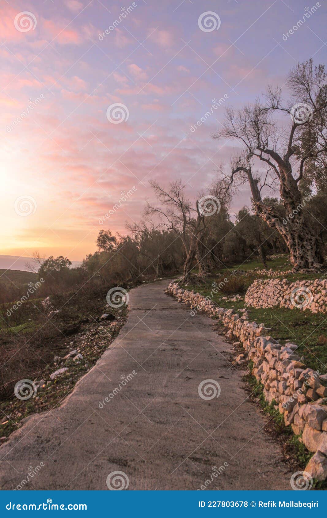 Old Pathway with Olive Trees Stock Photo - Image of landscape, country ...