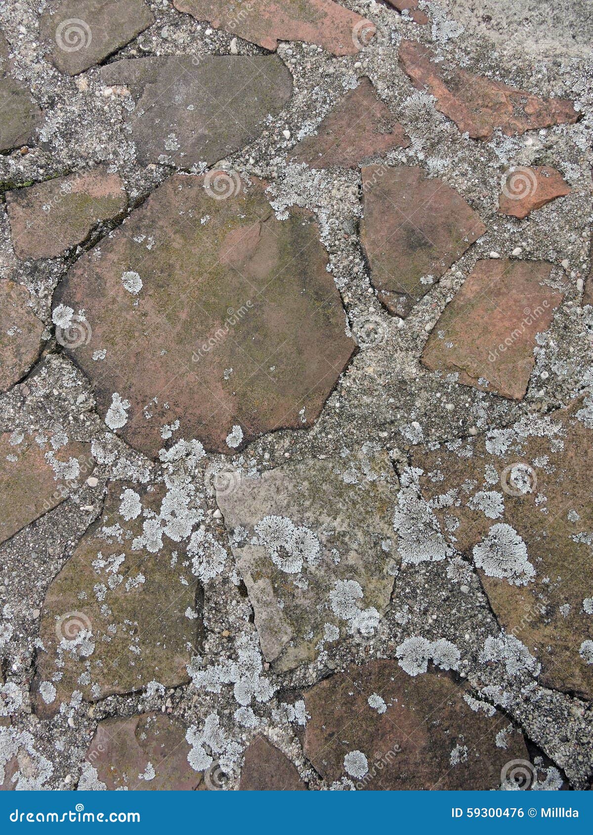 Old pavement texture stock photo. Image of plant, lithuania - 59300476