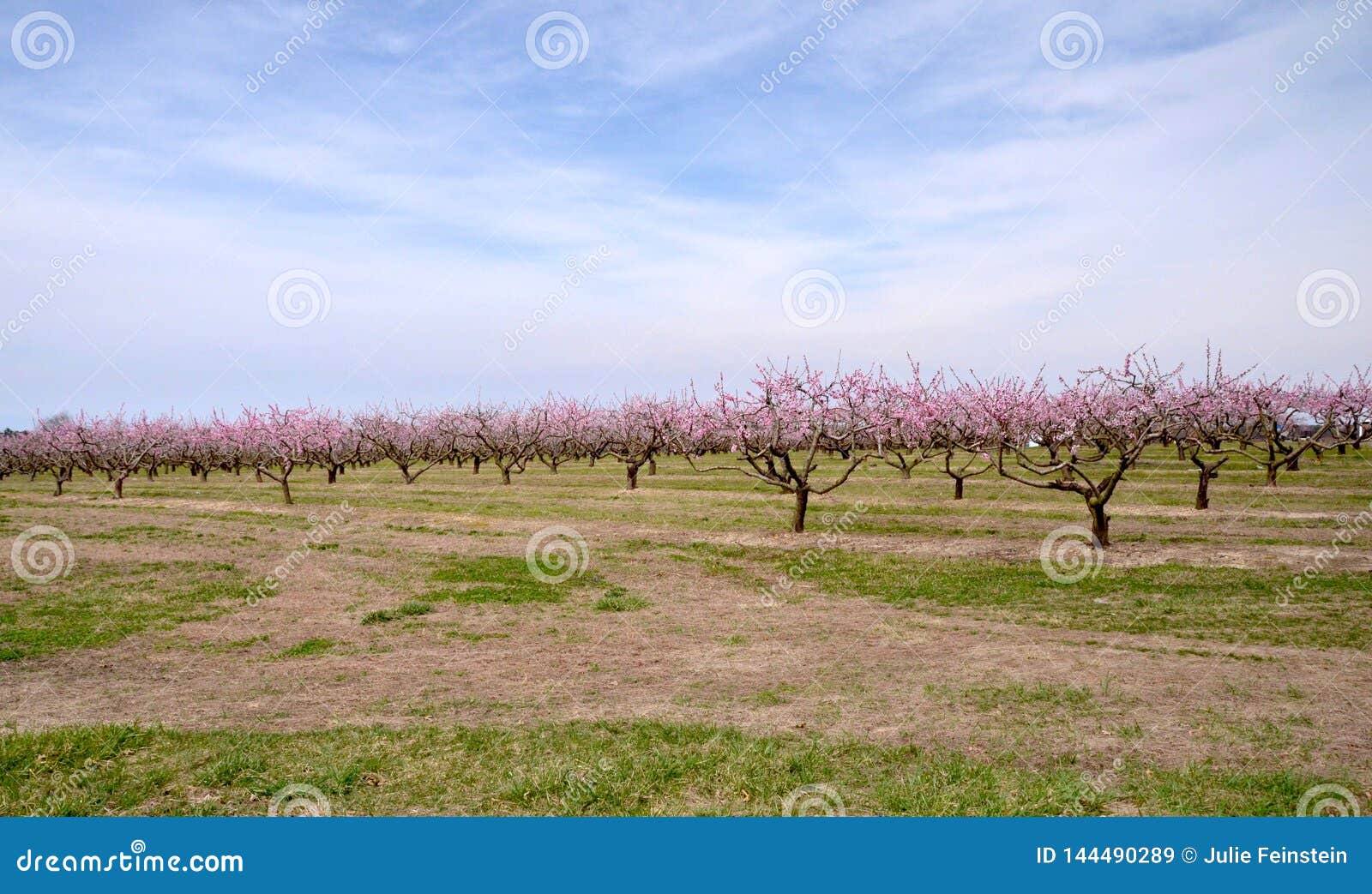 Old Peach Orchard stock image. Image of tree, peach - 144490289