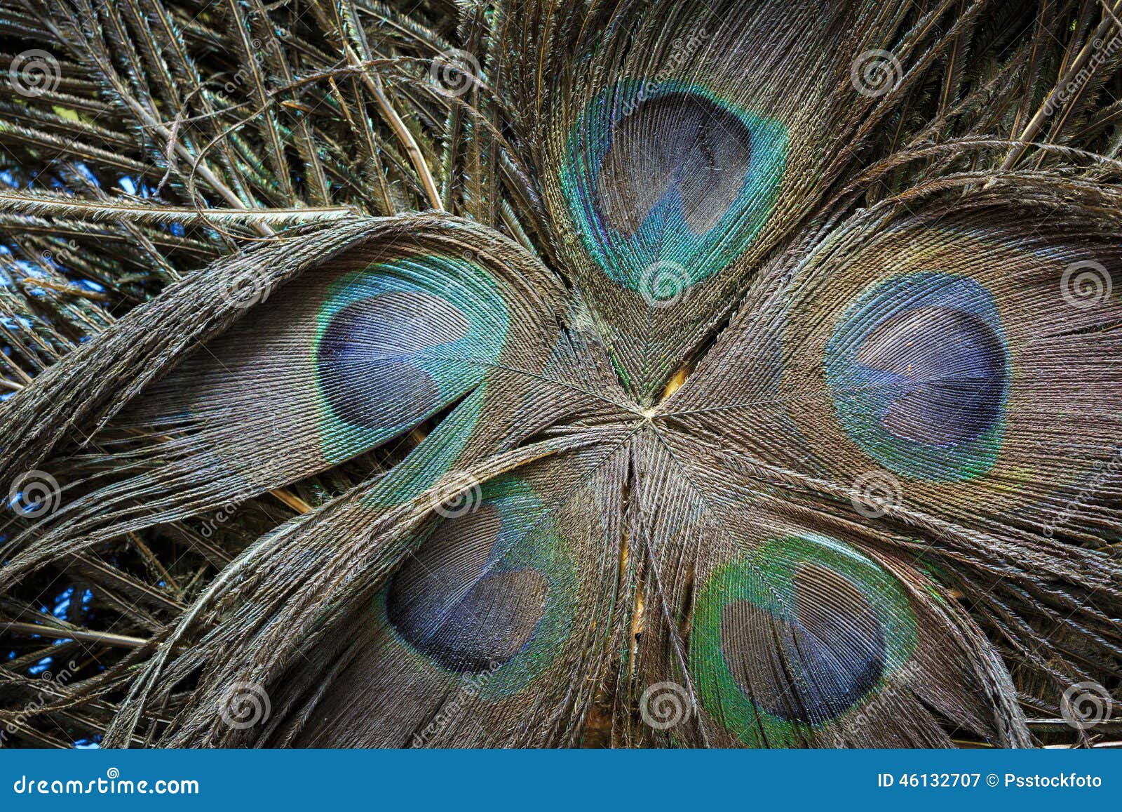 Old peacock feathers stock image. Image of detail, peacock - 46132707