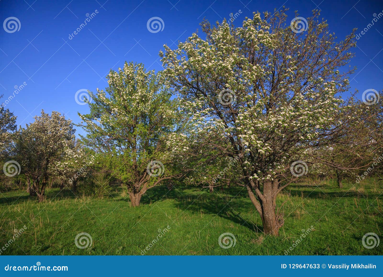 Old pear garden stock image. Image of nature, blooming - 129647633
