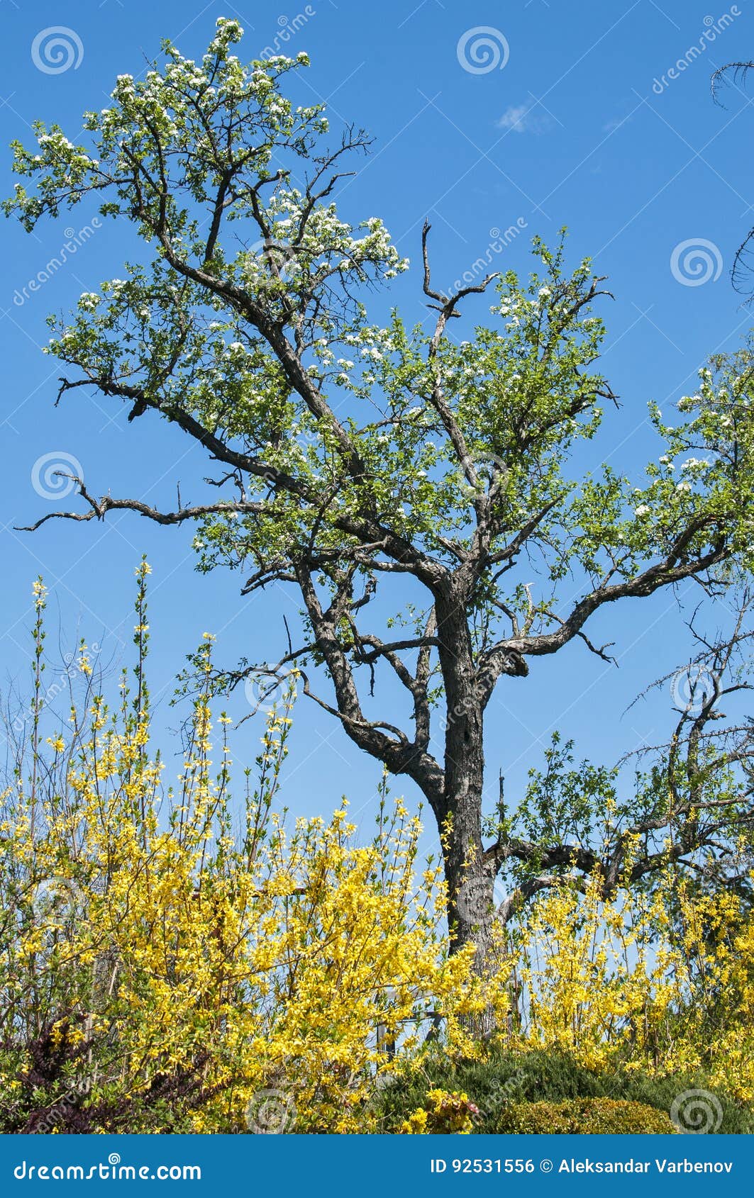 Old pear tree stock photo. Image of rustic, growth, park - 92531556