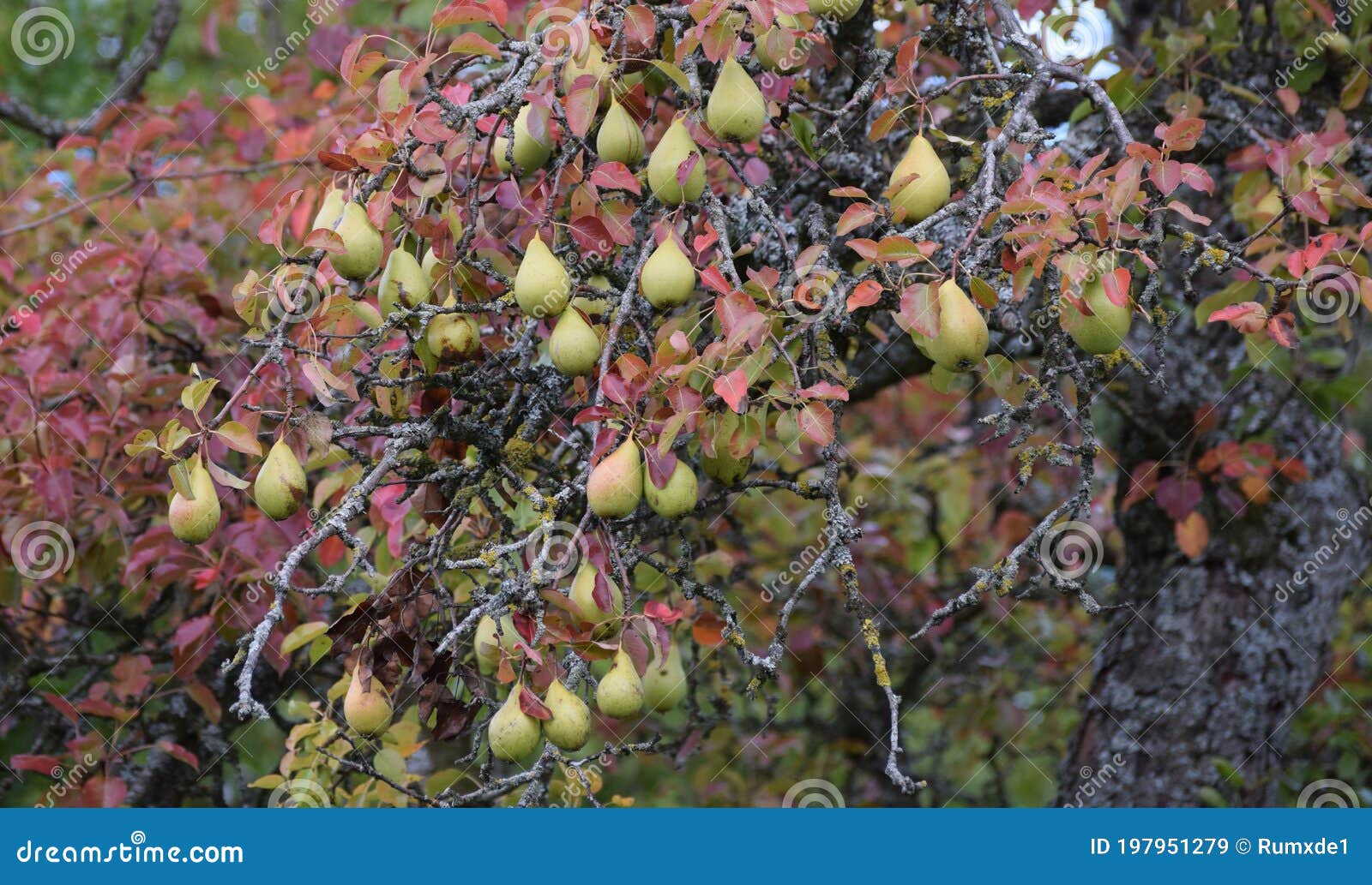 The old Pear tree stock image. Image of older, autumn - 197951279