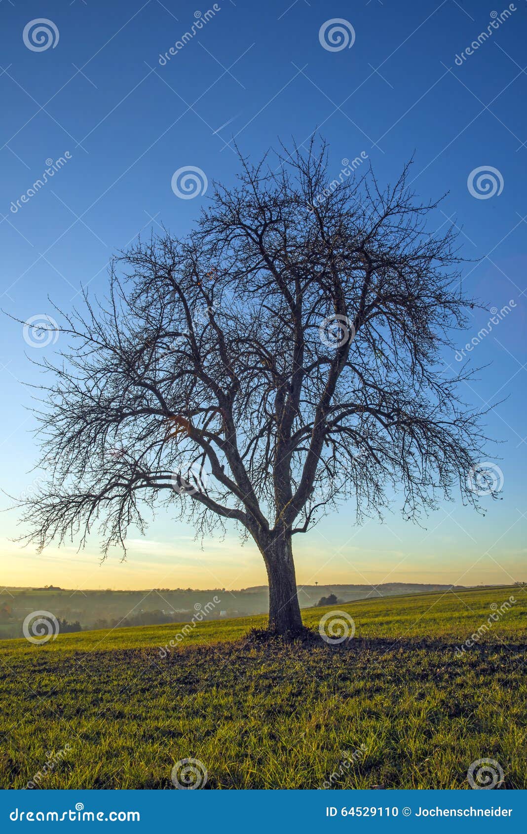 Old pear tree stock photo. Image of green, evening, nature - 64529110