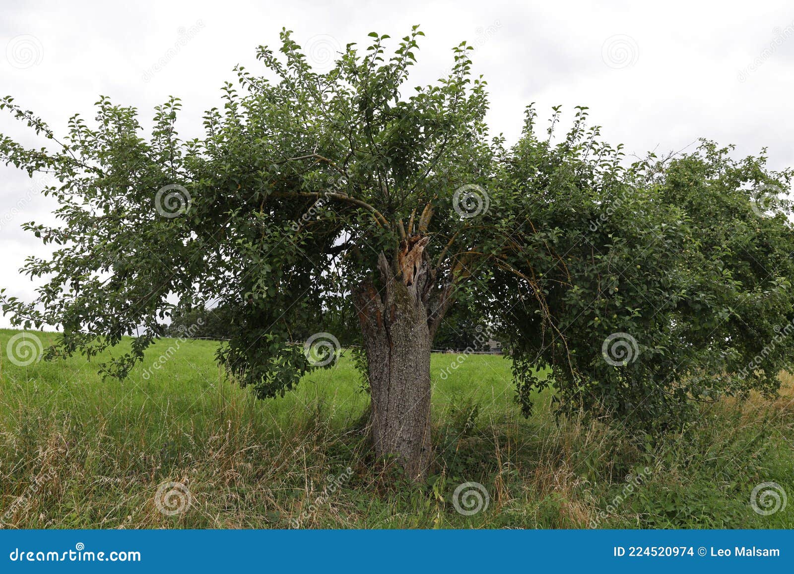 Old Pear Tree with Young Shoots by the Road Stock Photo - Image of ...