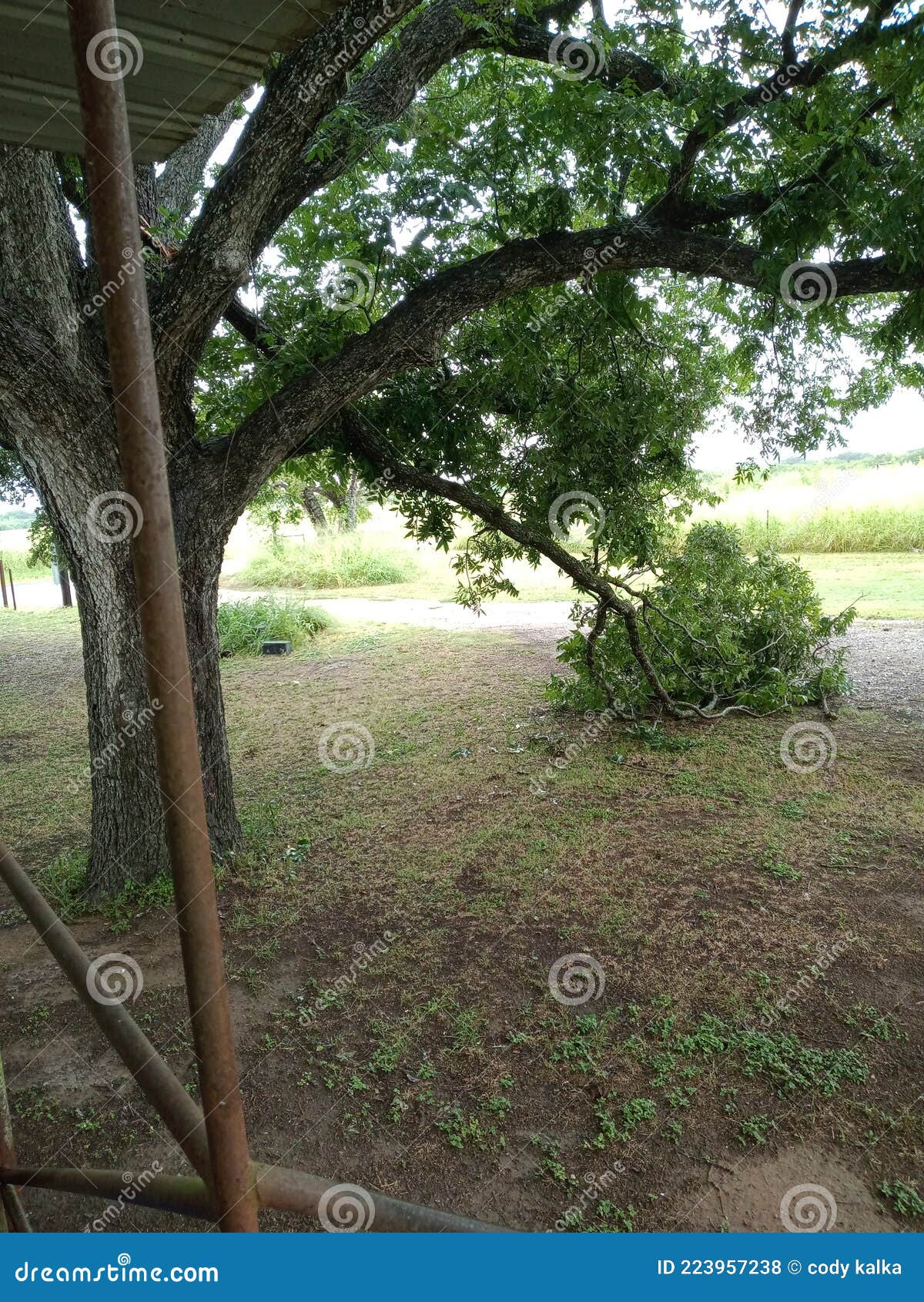 Pecan Tree Farm Ready For Harvest, With The Ground Covered In Leaves ...