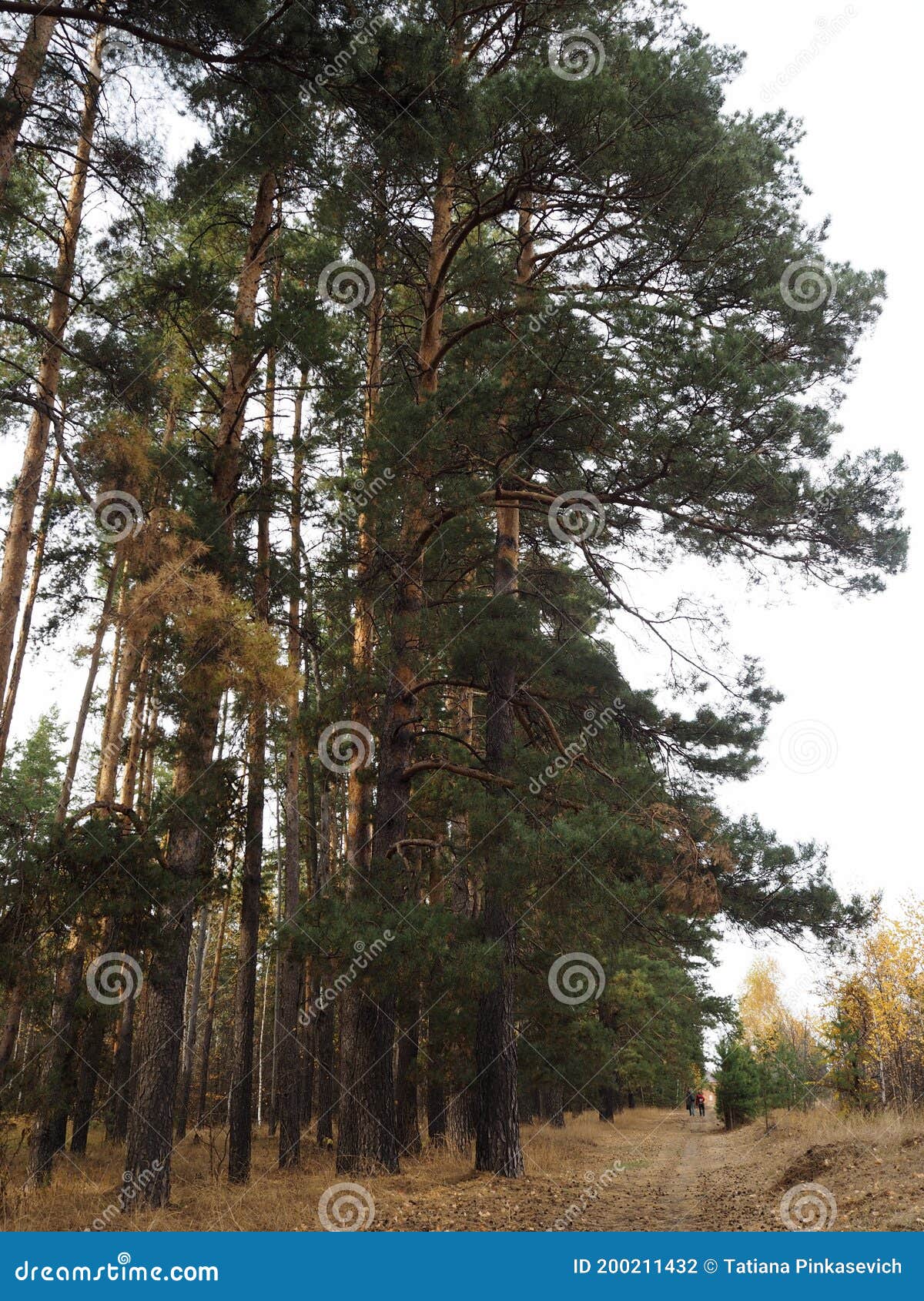 An Old Perennial Spreading Pine Tree in the Forest. Russian Pine Forest ...